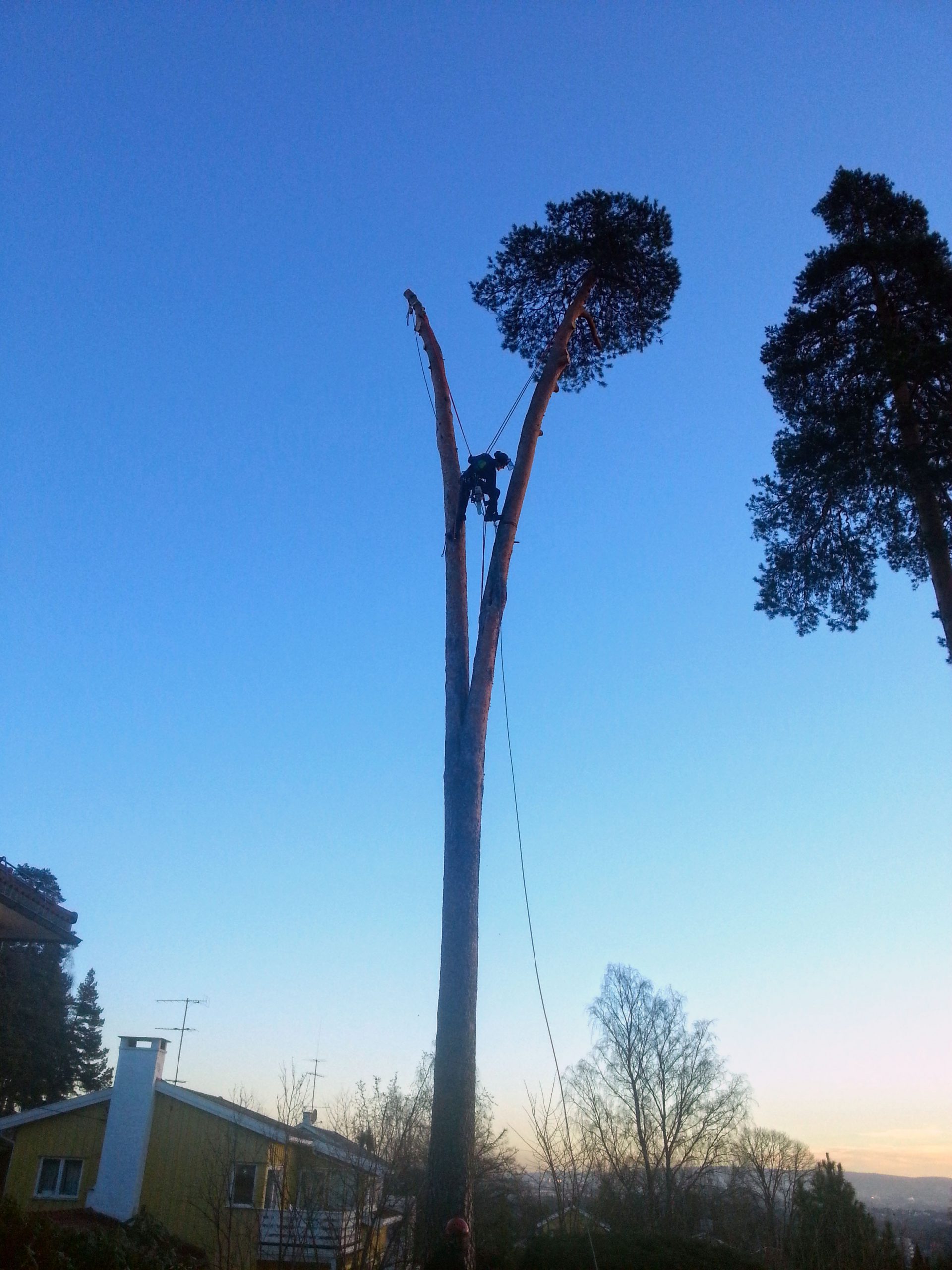 Tree Removal Services: Expert, Safe & Efficient | Aart De Groot